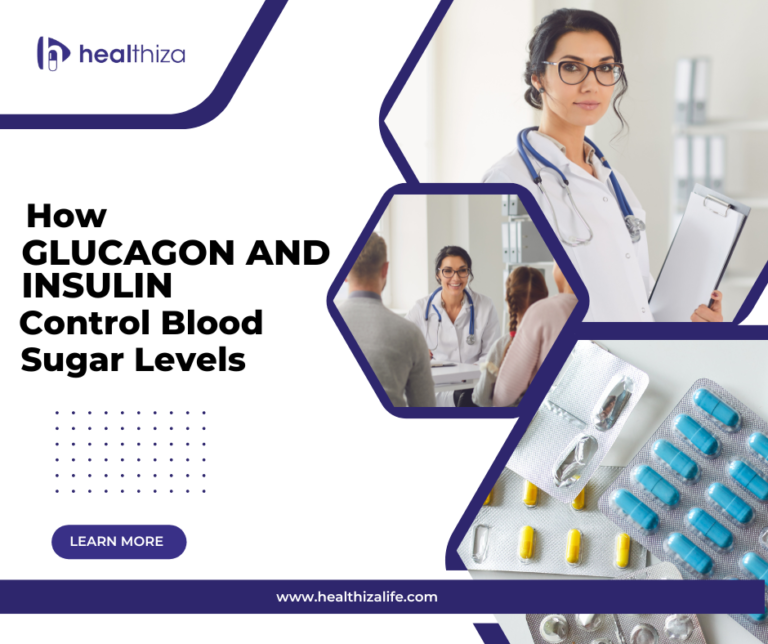 How Glucagon and Insulin control blood sugar levels
